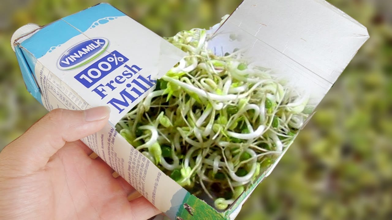 Using a Milk carton to grow bean sprouts at home - Amazing life hacks ...